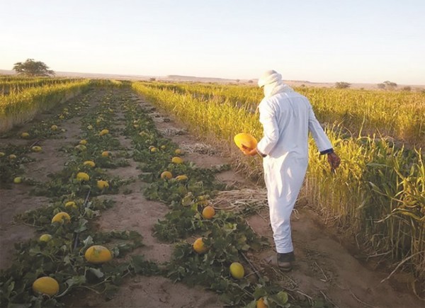 À FORT POTENTIEL AGRICOLE, L’ALGÉRIE EN QUÊTE DE SÉCURITÉ ALIMENTAIRE ...